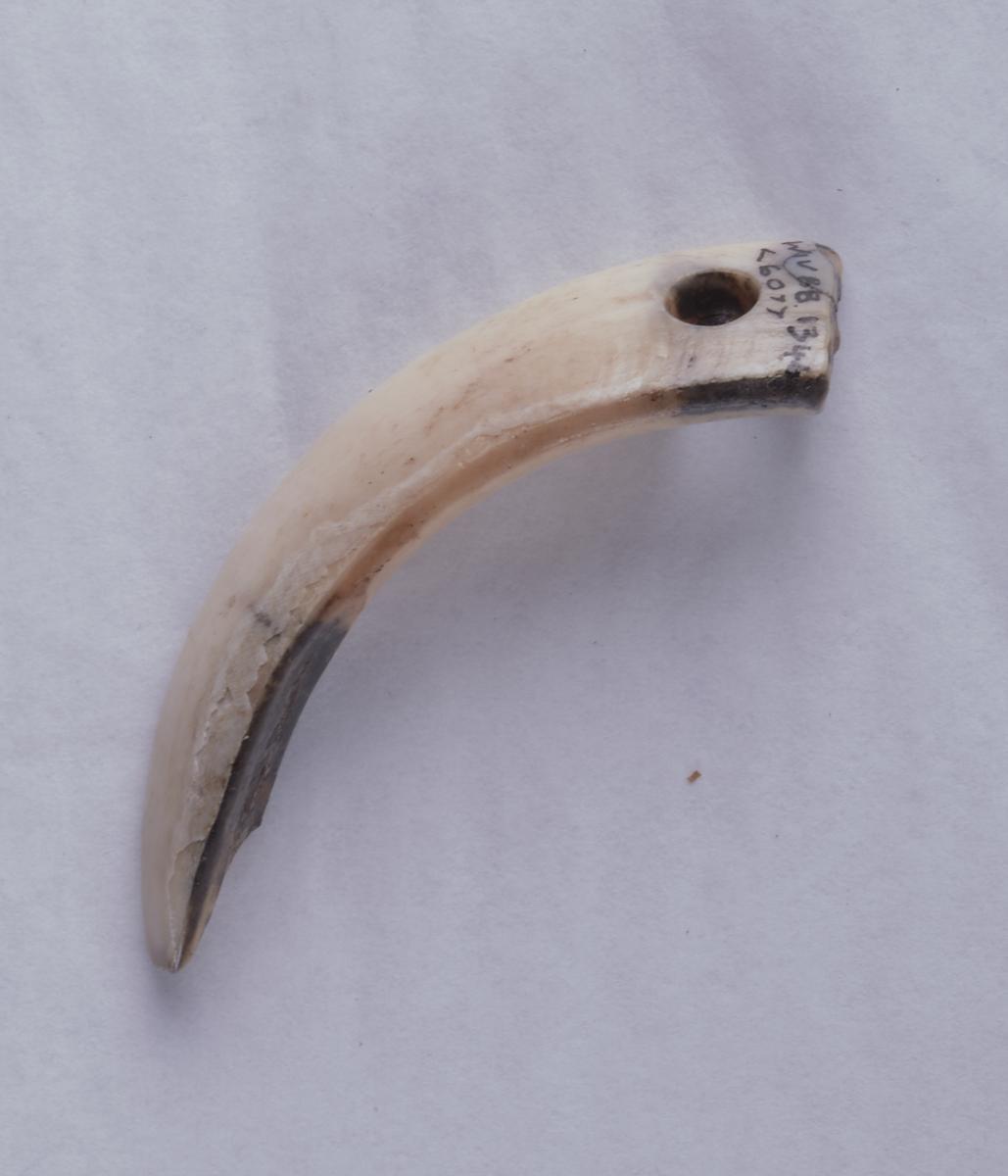 Animal remains, ivory, boar, tusk, amulet | London Museum