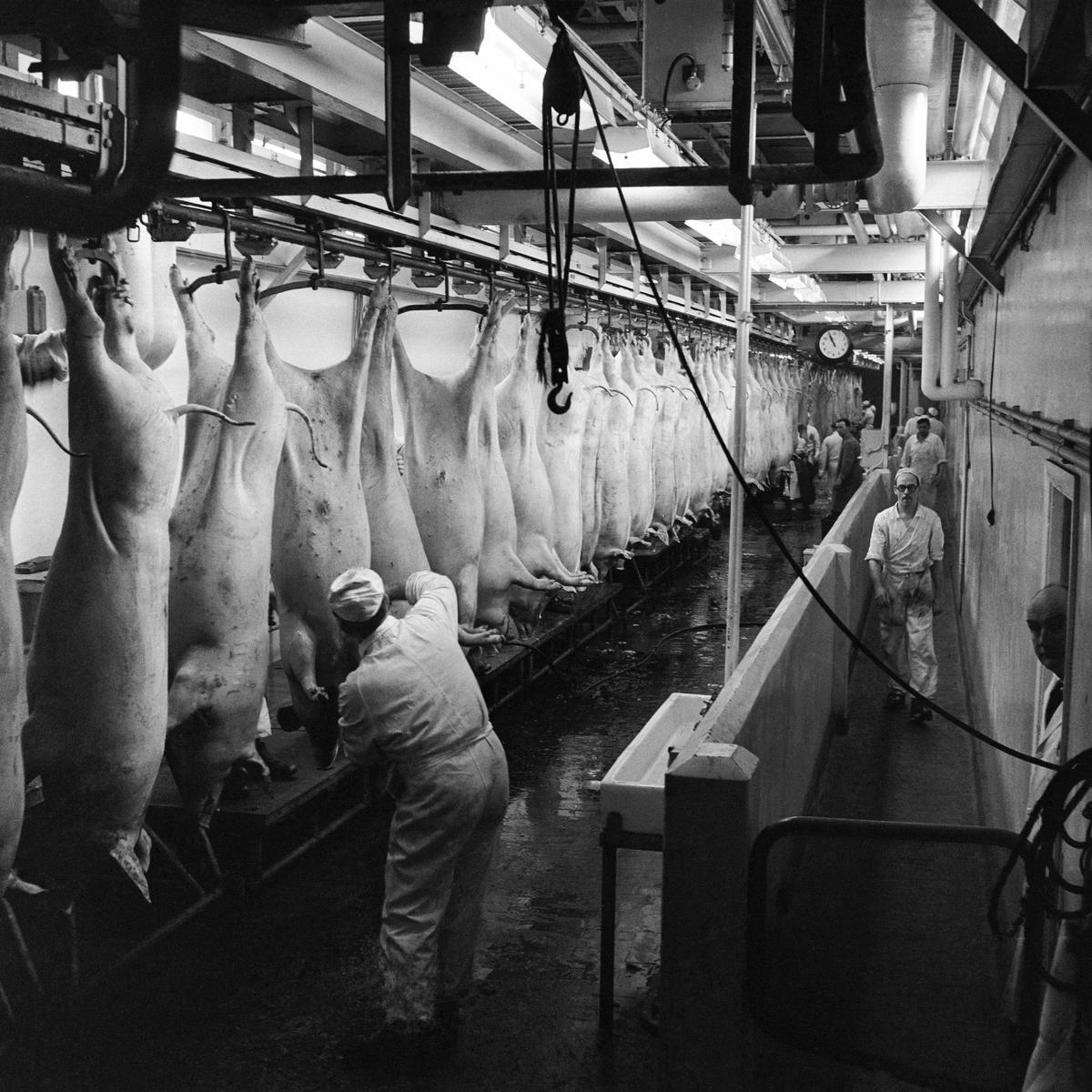 Walls Sausage Factory, Acton | London Museum