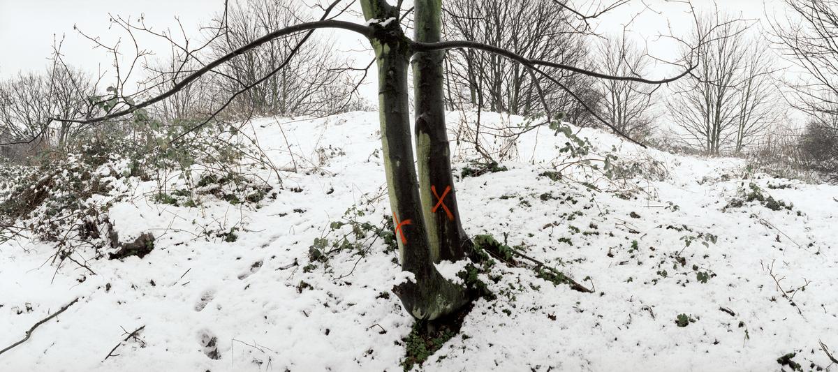 Marked trees on wild land between the Lea Navigation and Marshgate Lane ...