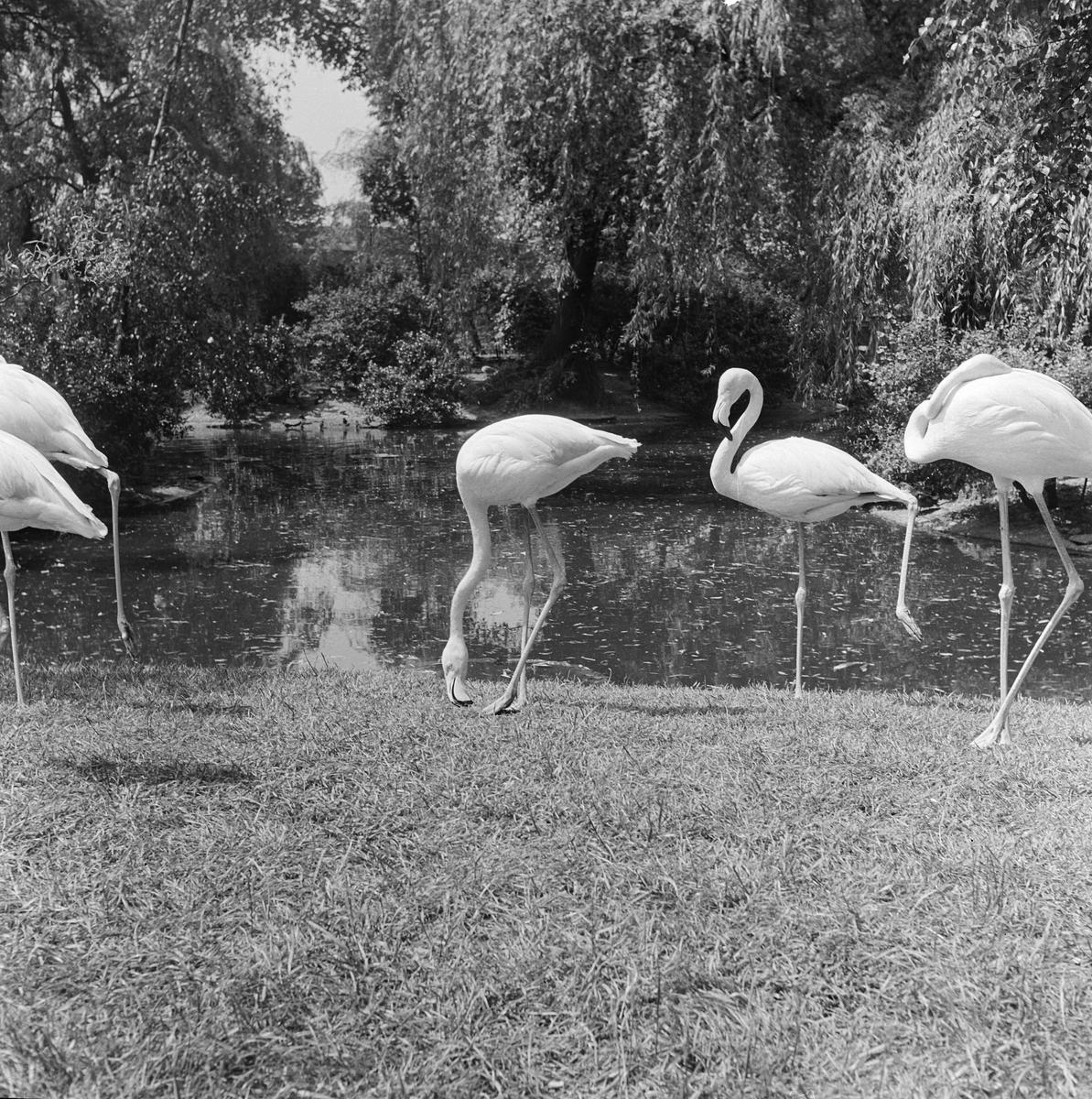 Flamingos at London Zoo | London Museum