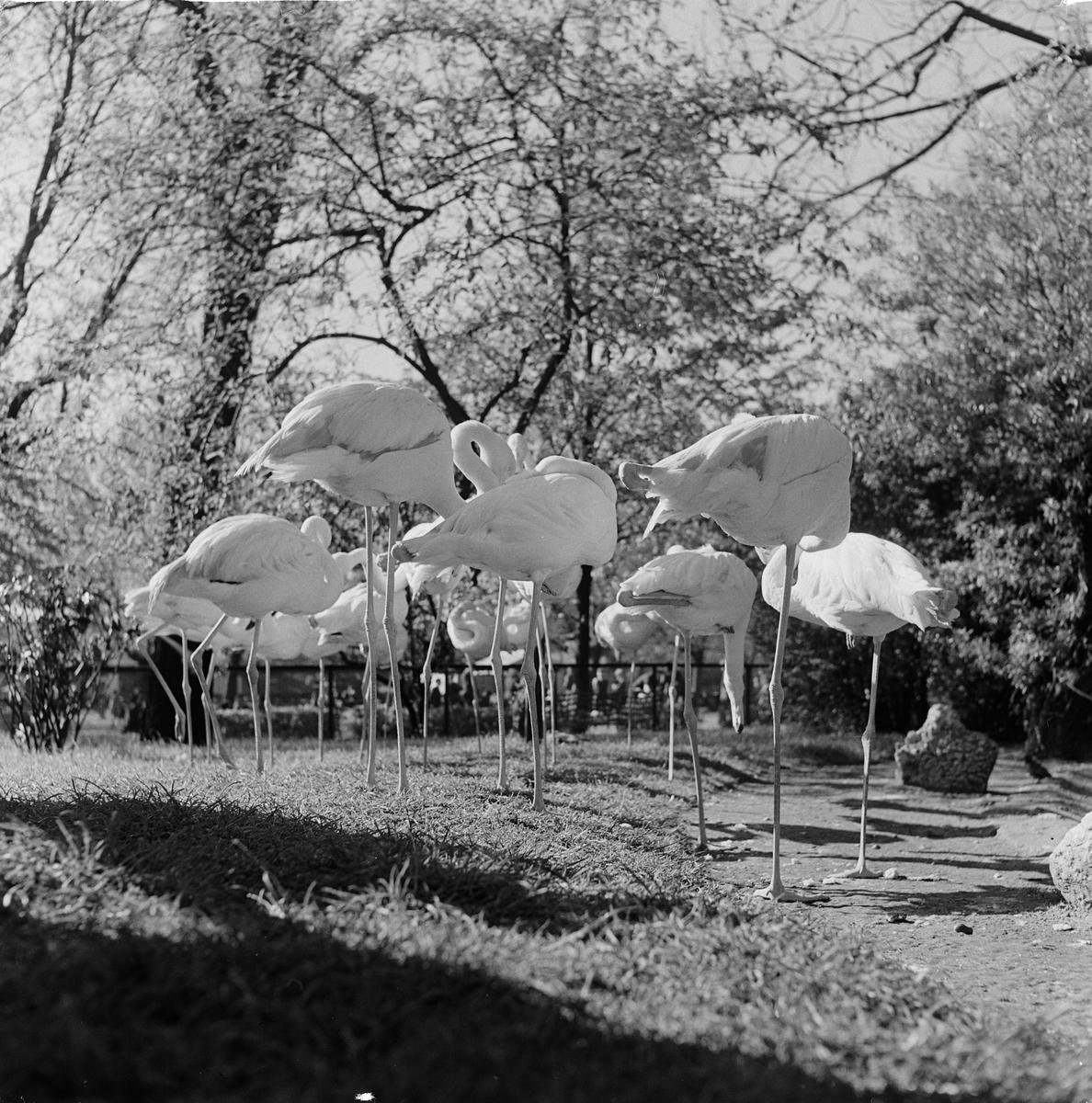Flamingos at London Zoo | London Museum