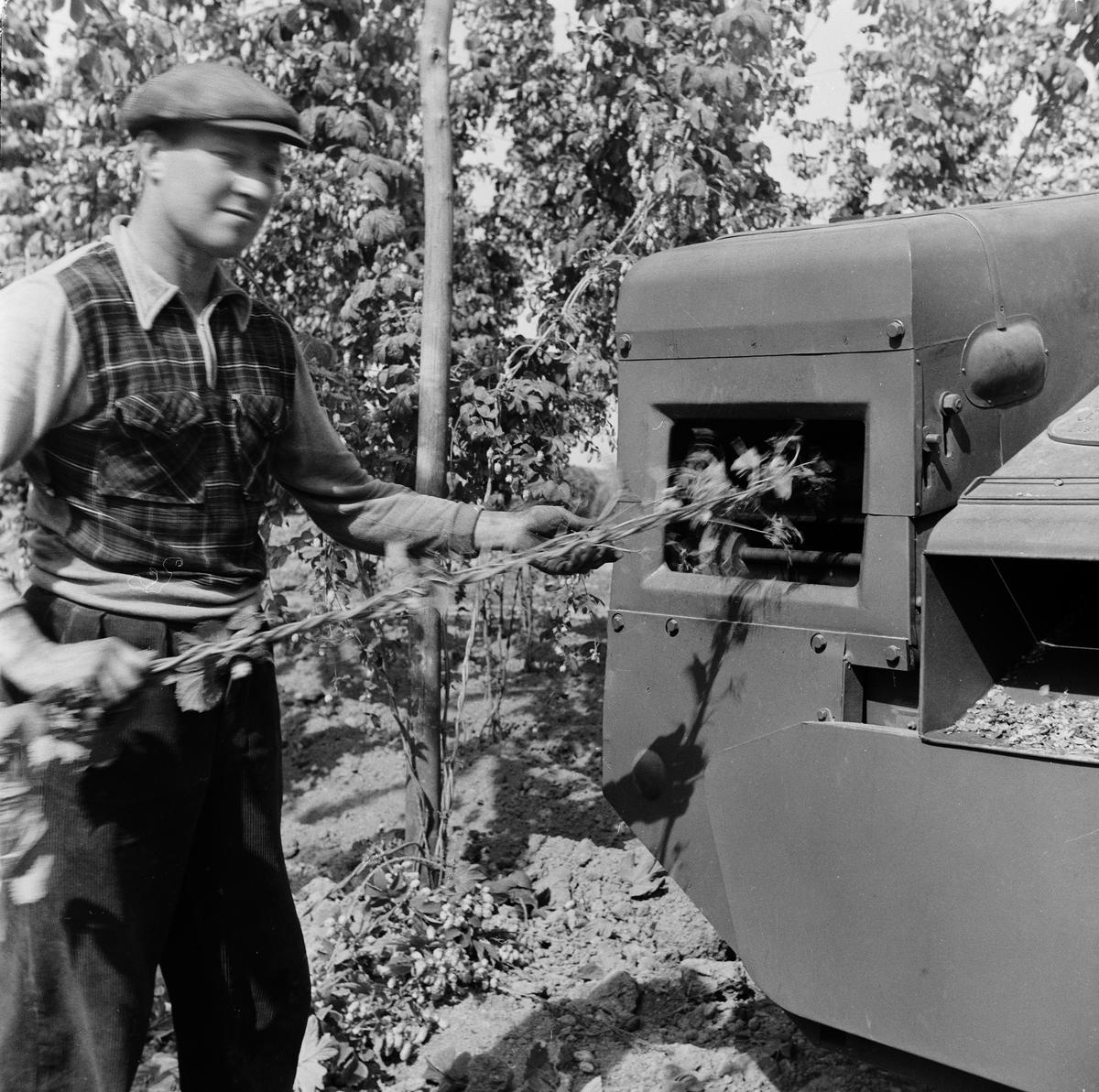 Mobile hop picker | London Museum