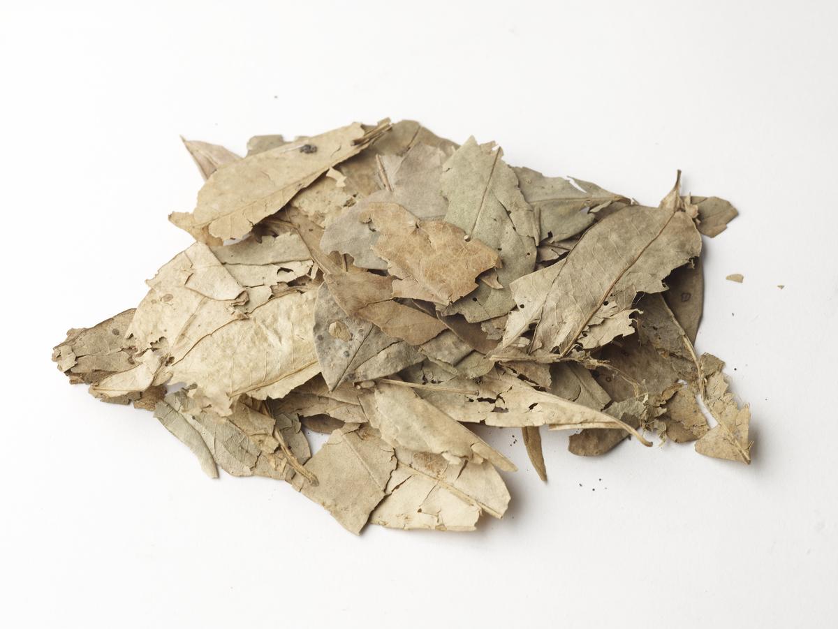 Sample, loose sample of jaborandi leaves | London Museum