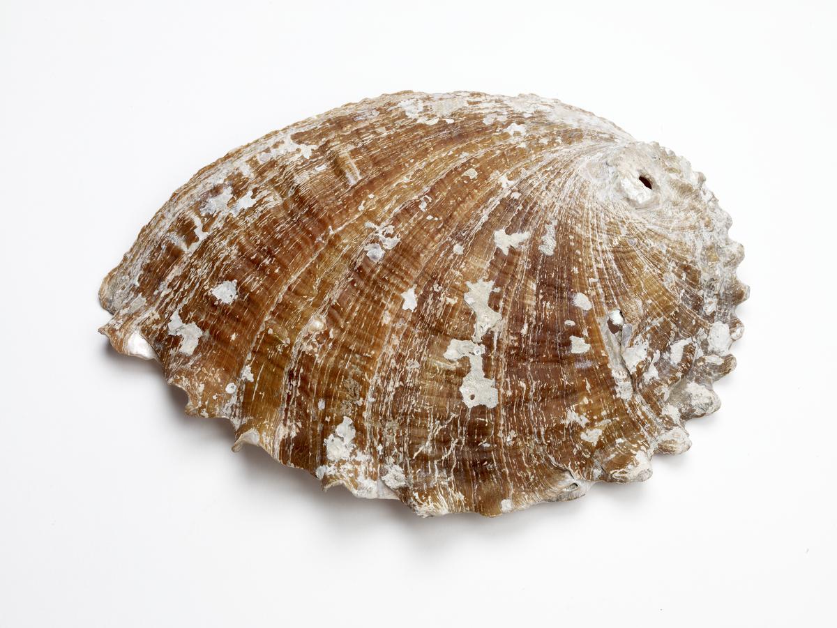 Shell, section of japanese ear shell | London Museum