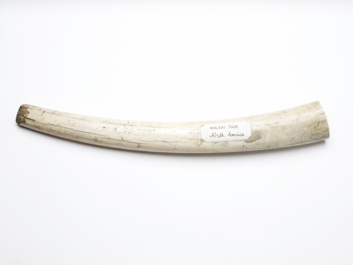 Tusk, walrus tusk | London Museum