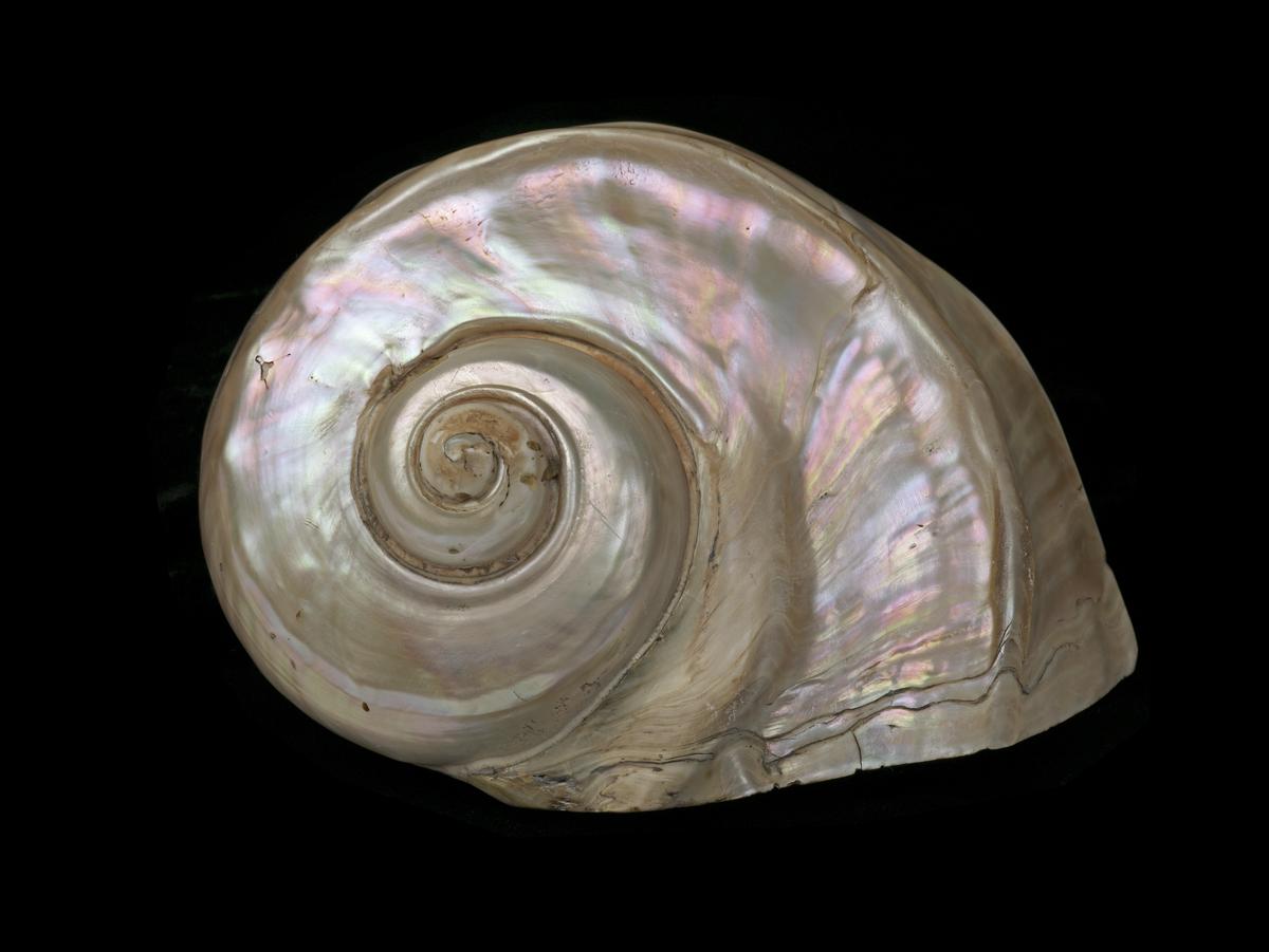 Shell, shell of green sea snail | London Museum