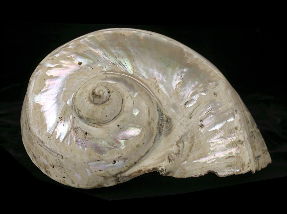 Shell, shell of green sea snail | London Museum