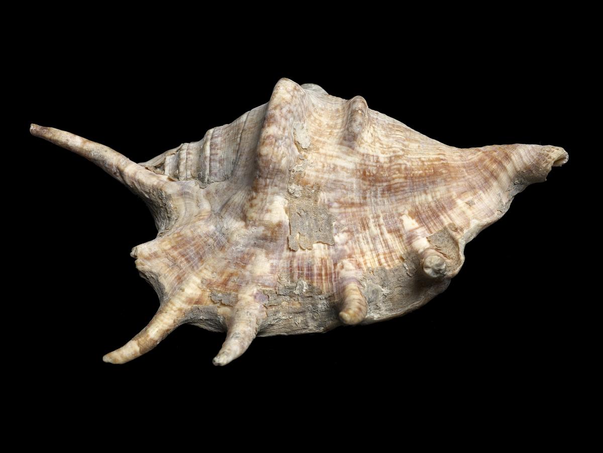 Shell, spider shell | London Museum