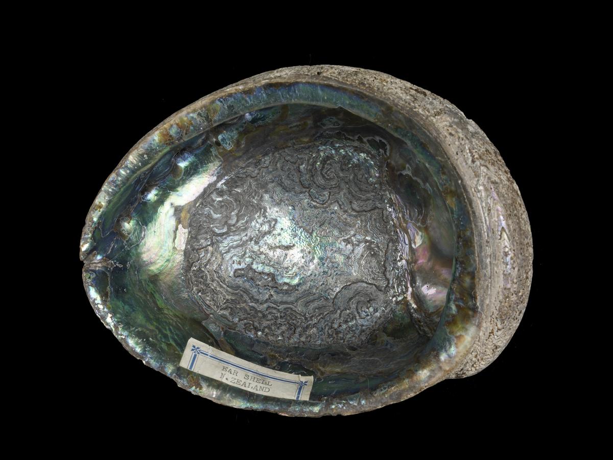 Shell, ear shell | London Museum