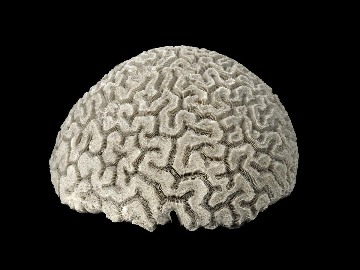 Shell, section of brain coral | London Museum