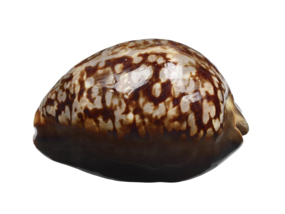 Shell, black cowrie shell from torres straits | London Museum