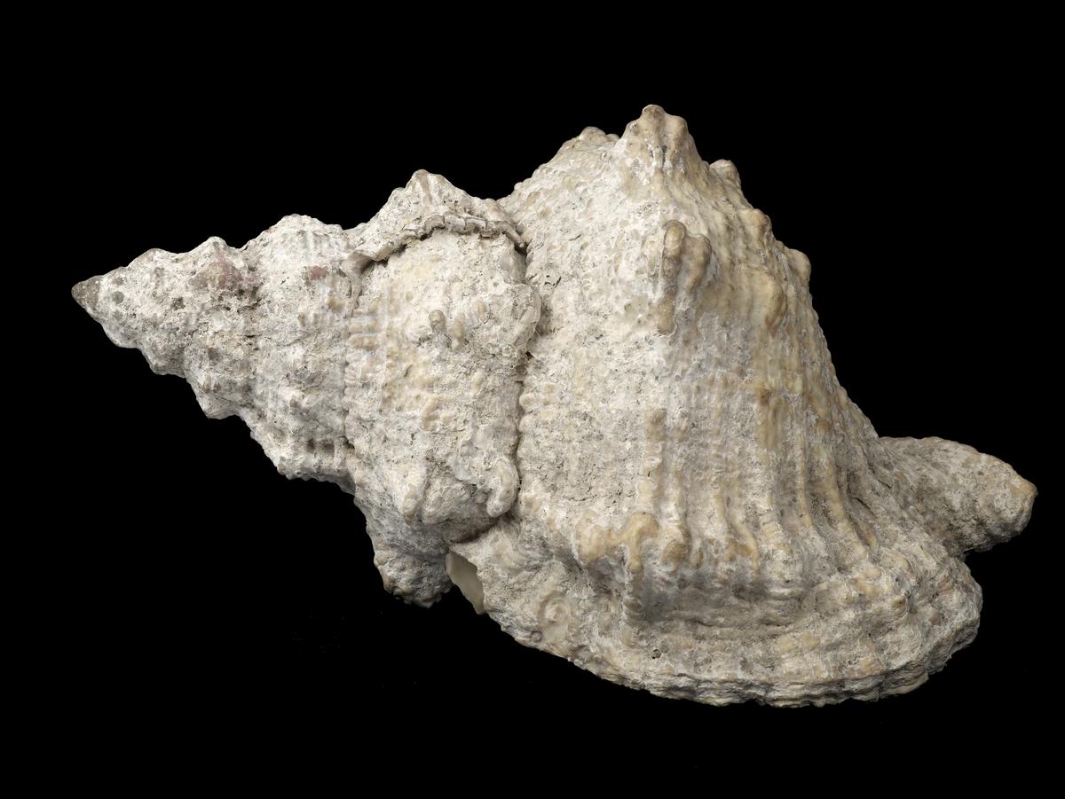 Shell, lampas shell | London Museum
