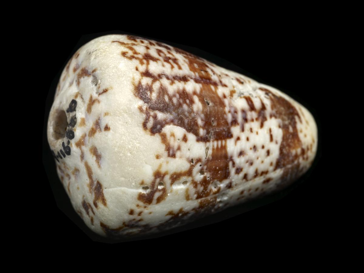 Shell, chinese alphabet cone shell | London Museum