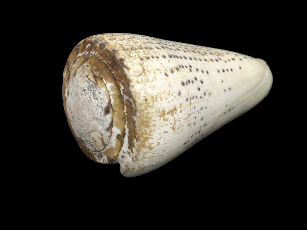 Shell, conus shell | London Museum