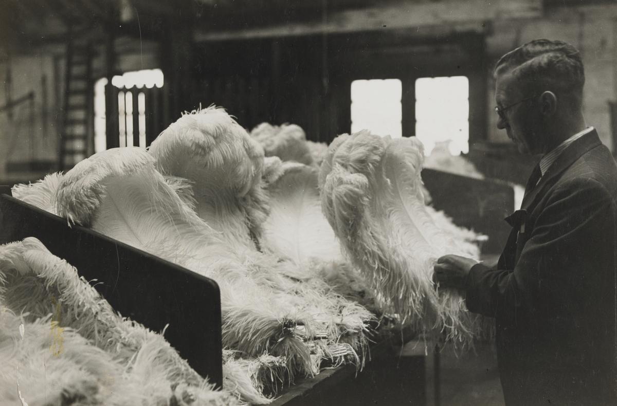 Checking ostrich feathers at Cutler Street | London Museum