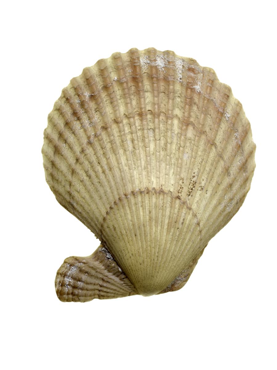 Shell | London Museum