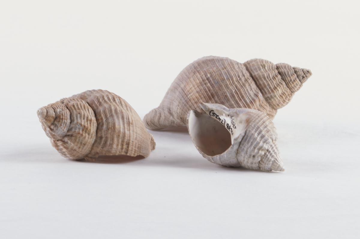 Shell, whelk shell | London Museum
