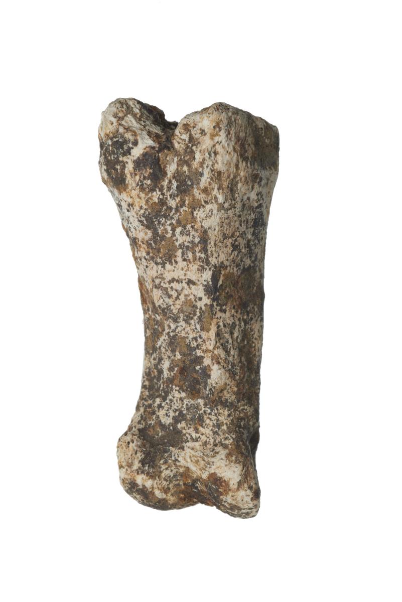 Animal remains, animal bone, reindeer bone, phalanx | London Museum