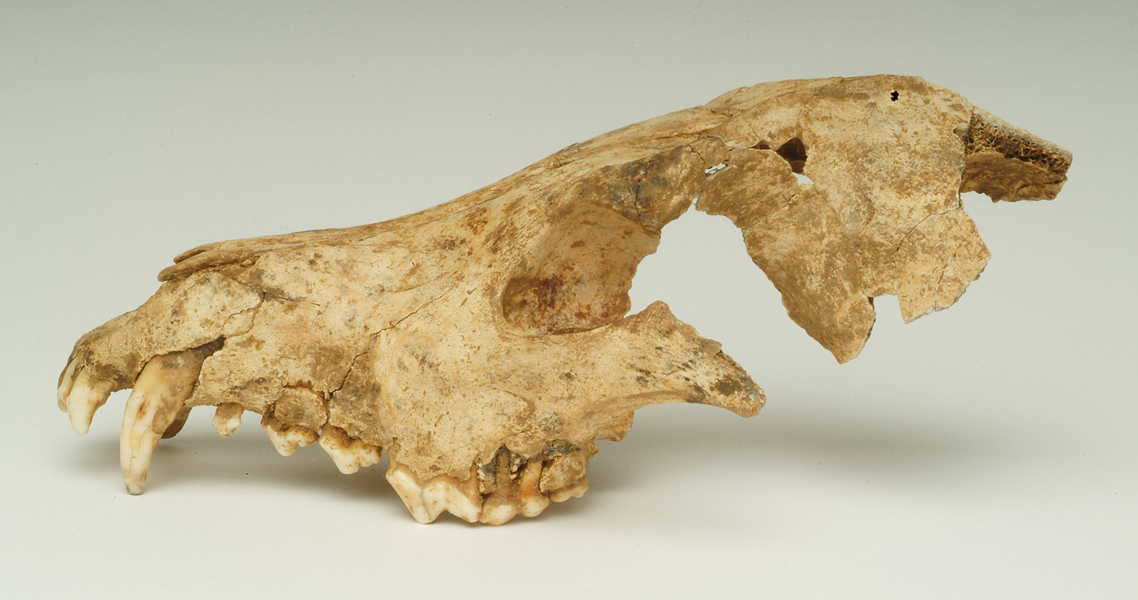 Animal remains, wolf skull, dog skull, cranium | London Museum